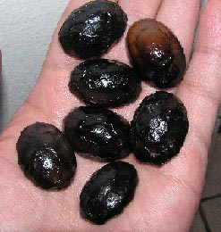 Bezoar Mustika Pearls: king cobra snakes naga mani bezoar stones ...